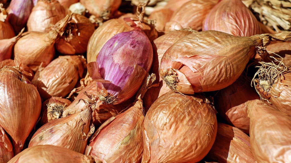 Schalotte | Regiothek